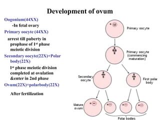 Oogenesis :process of oogenesis in mammals.pptx