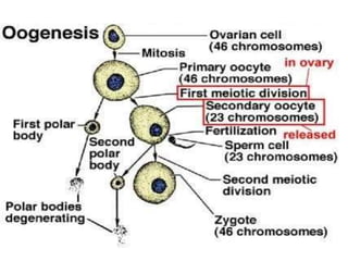 Oogenesis :process of oogenesis in mammals.pptx