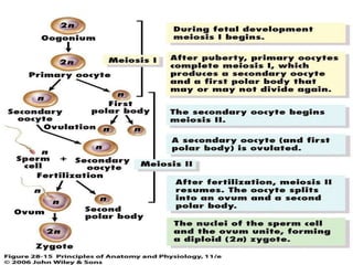 Oogenesis :process of oogenesis in mammals.pptx