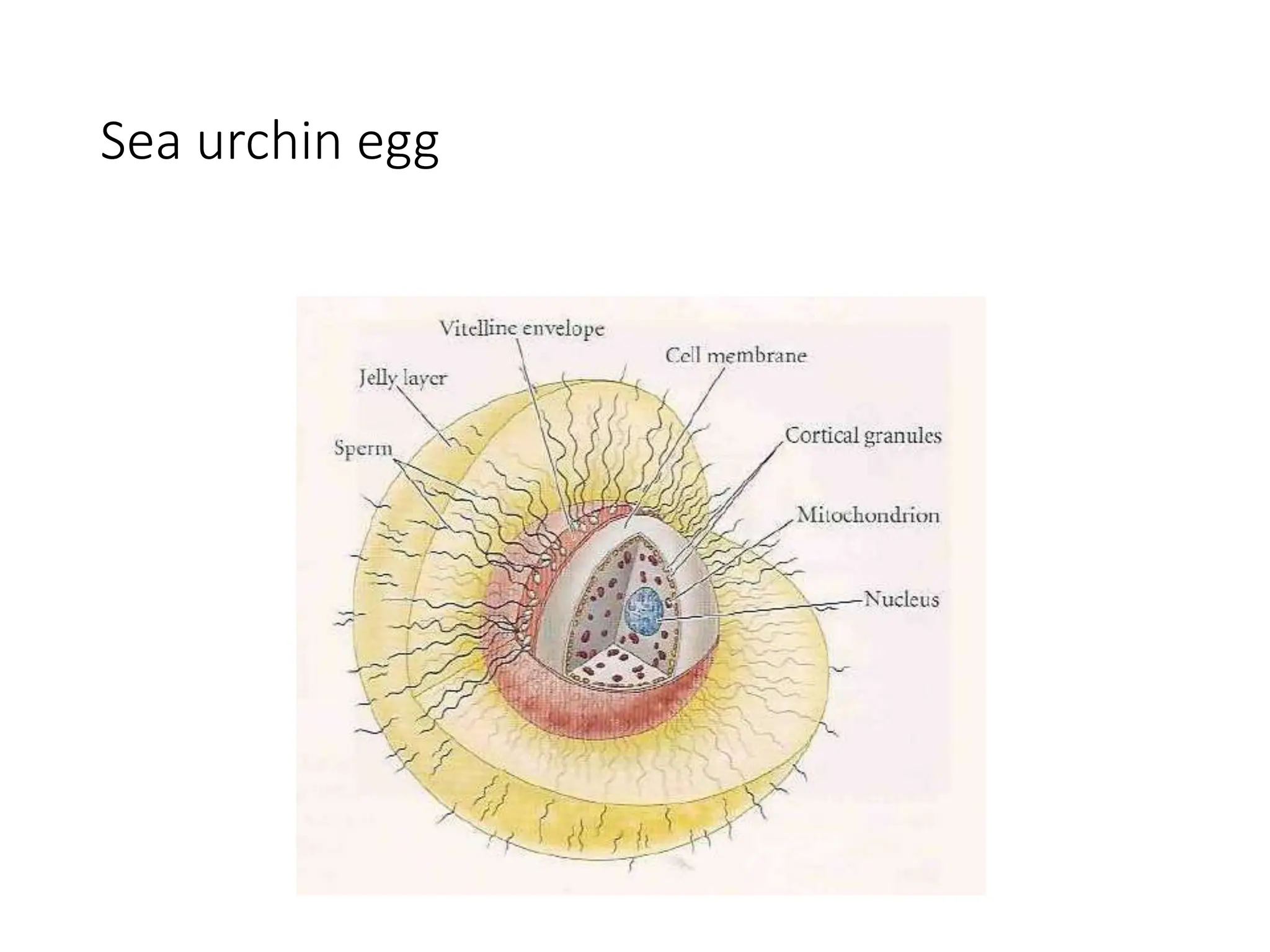 Structure of Ovum, Oogenesis and menstrual cycle.pptx