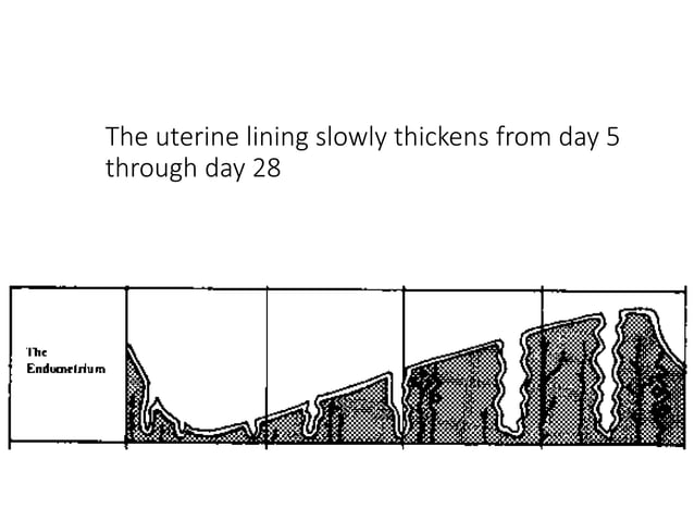 Structure of Ovum, Oogenesis and menstrual cycle.pptx