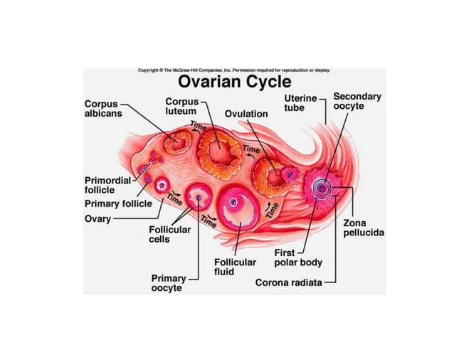 Structure of Ovum, Oogenesis and menstrual cycle.pptx