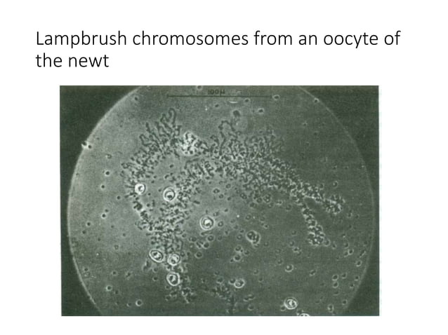 Structure of Ovum, Oogenesis and menstrual cycle.pptx