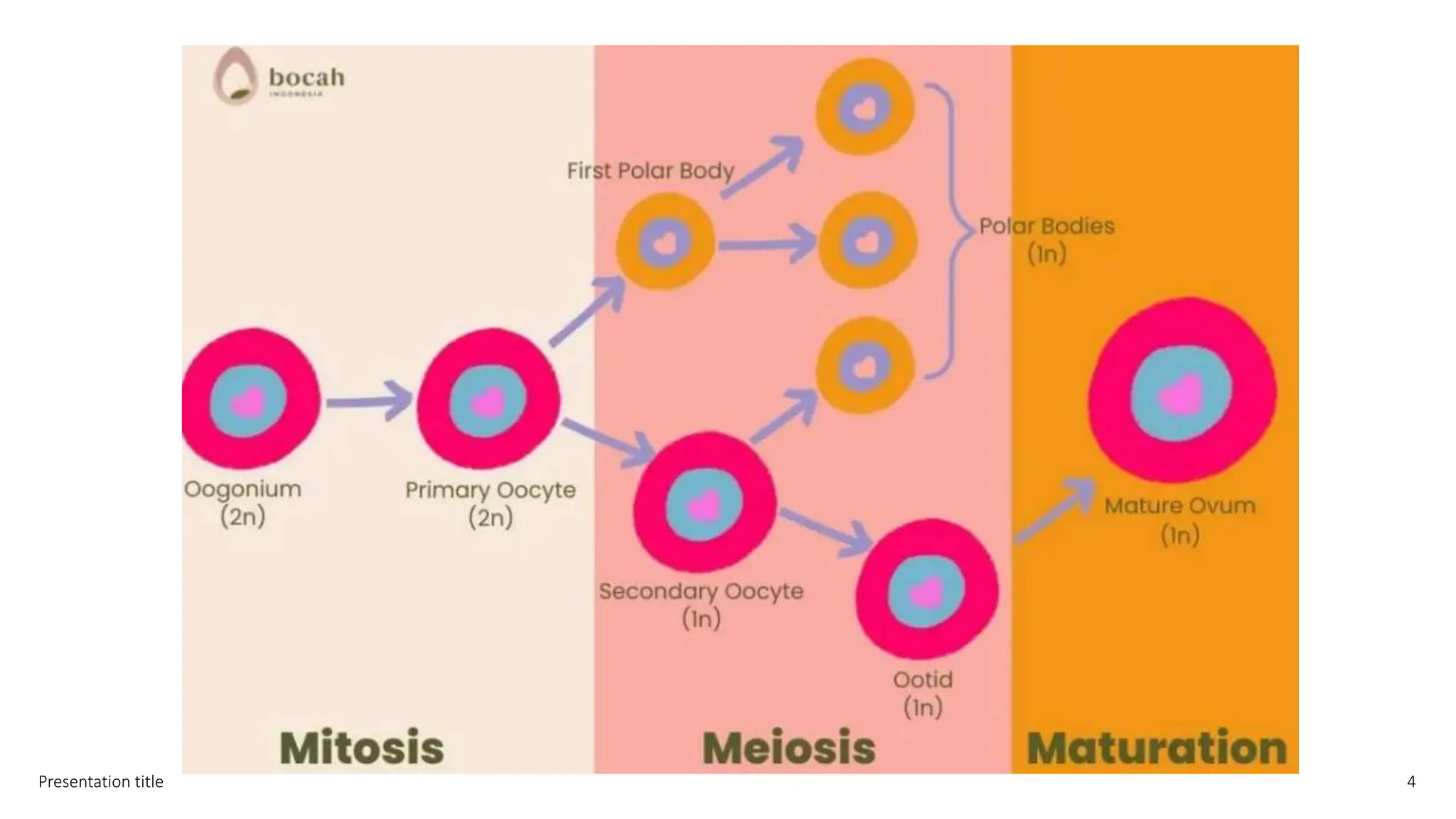 OOGENESIS presentasi biologi reproduksi.pptx