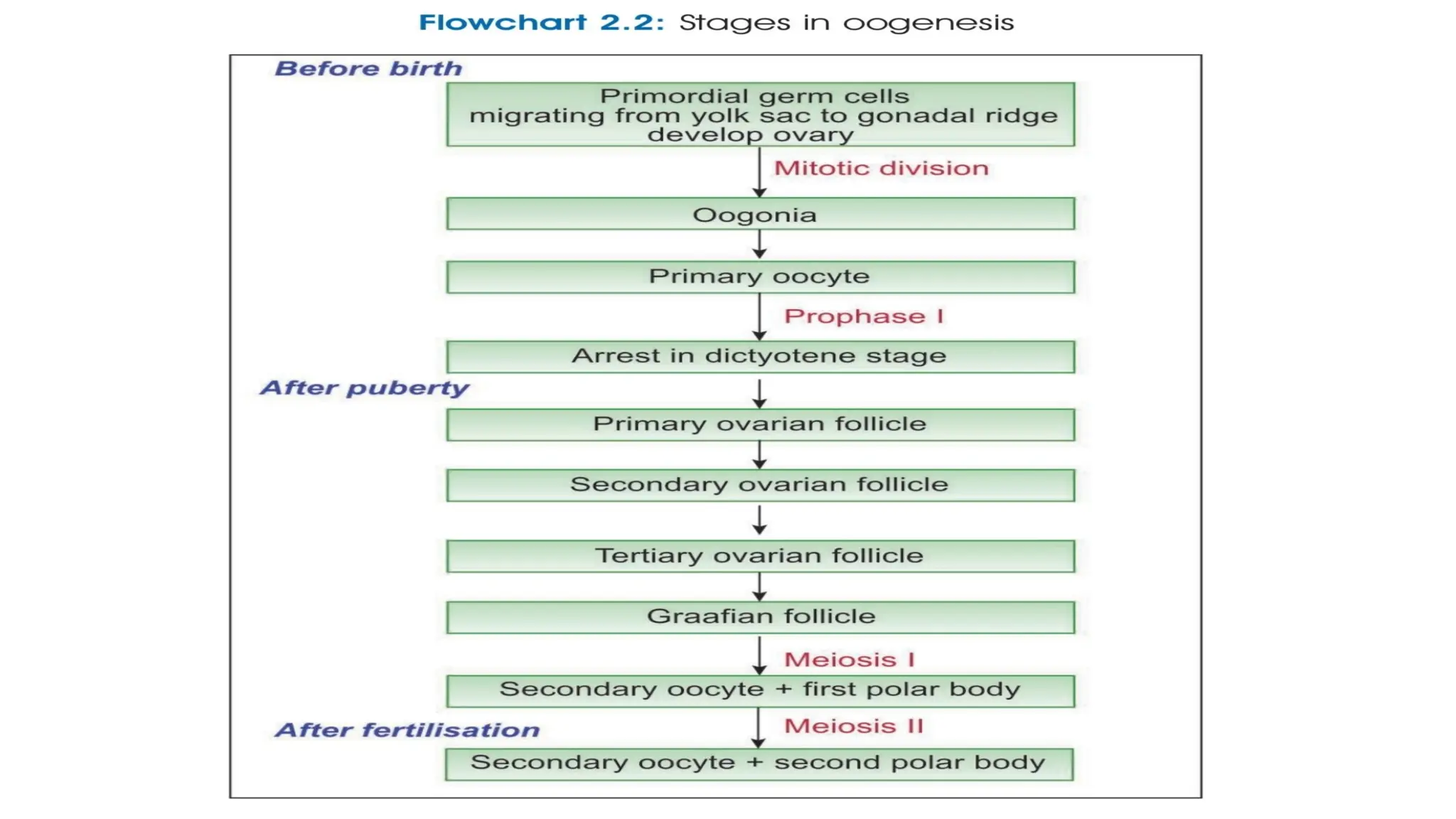 TOPIC ABOUT OOGENESIS PROCESS (EMBRYOLOGY) | PPTX