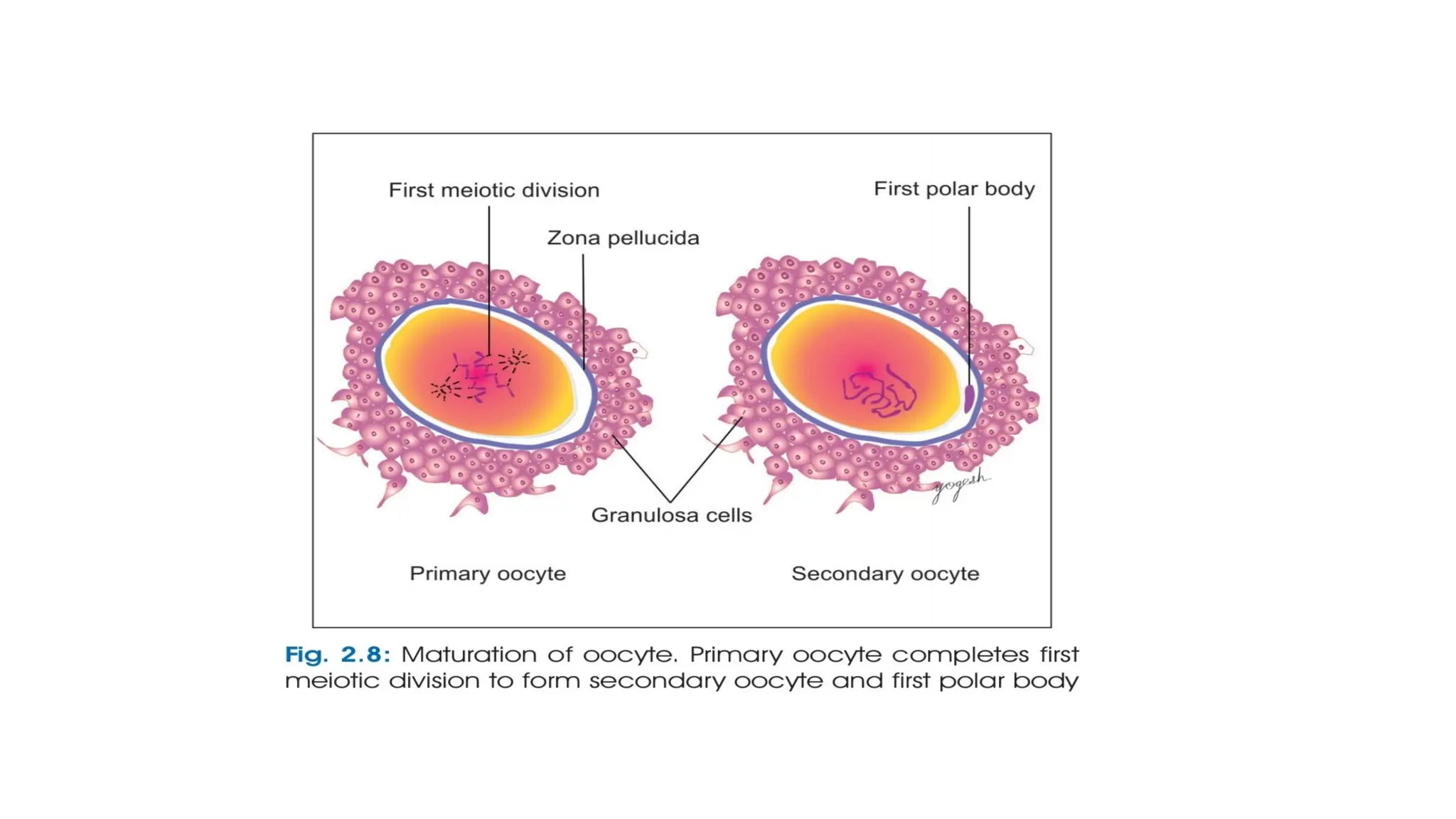 TOPIC ABOUT OOGENESIS PROCESS (EMBRYOLOGY) | PPTX