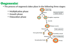 The Biology of Oogenesis: From Oogonium to mature ovum.pptx