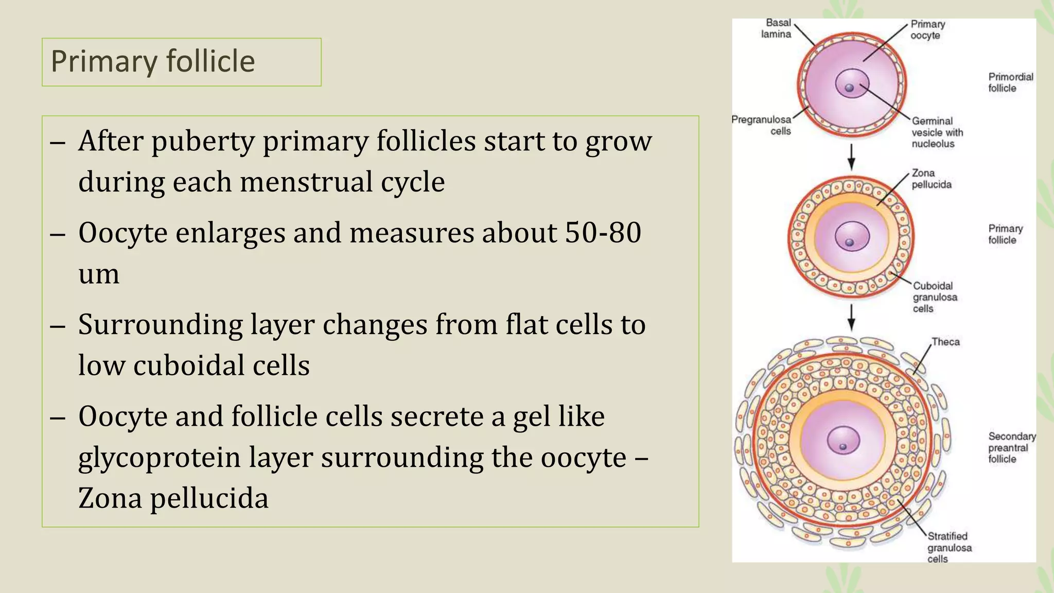 Anatomy & Histology of ovary and Oogenesis | PPTX