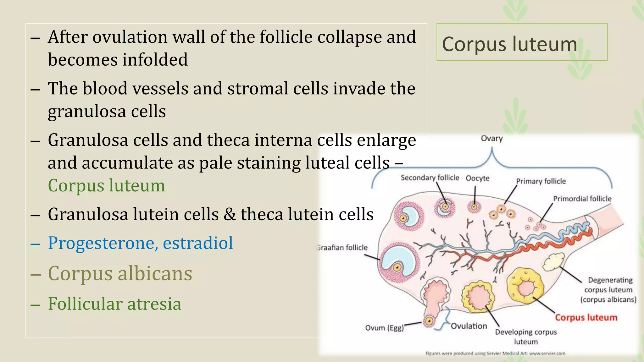 Anatomy & Histology of ovary and Oogenesis | PPTX