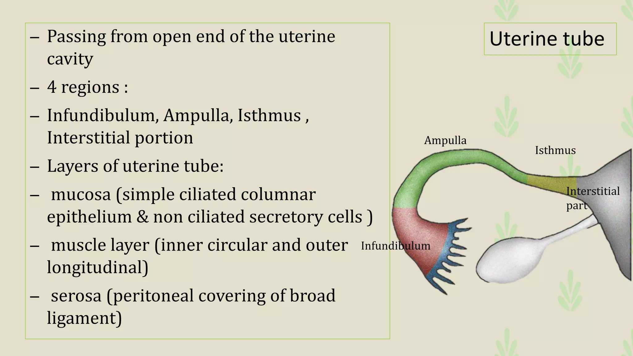 Anatomy & Histology of ovary and Oogenesis | PPTX