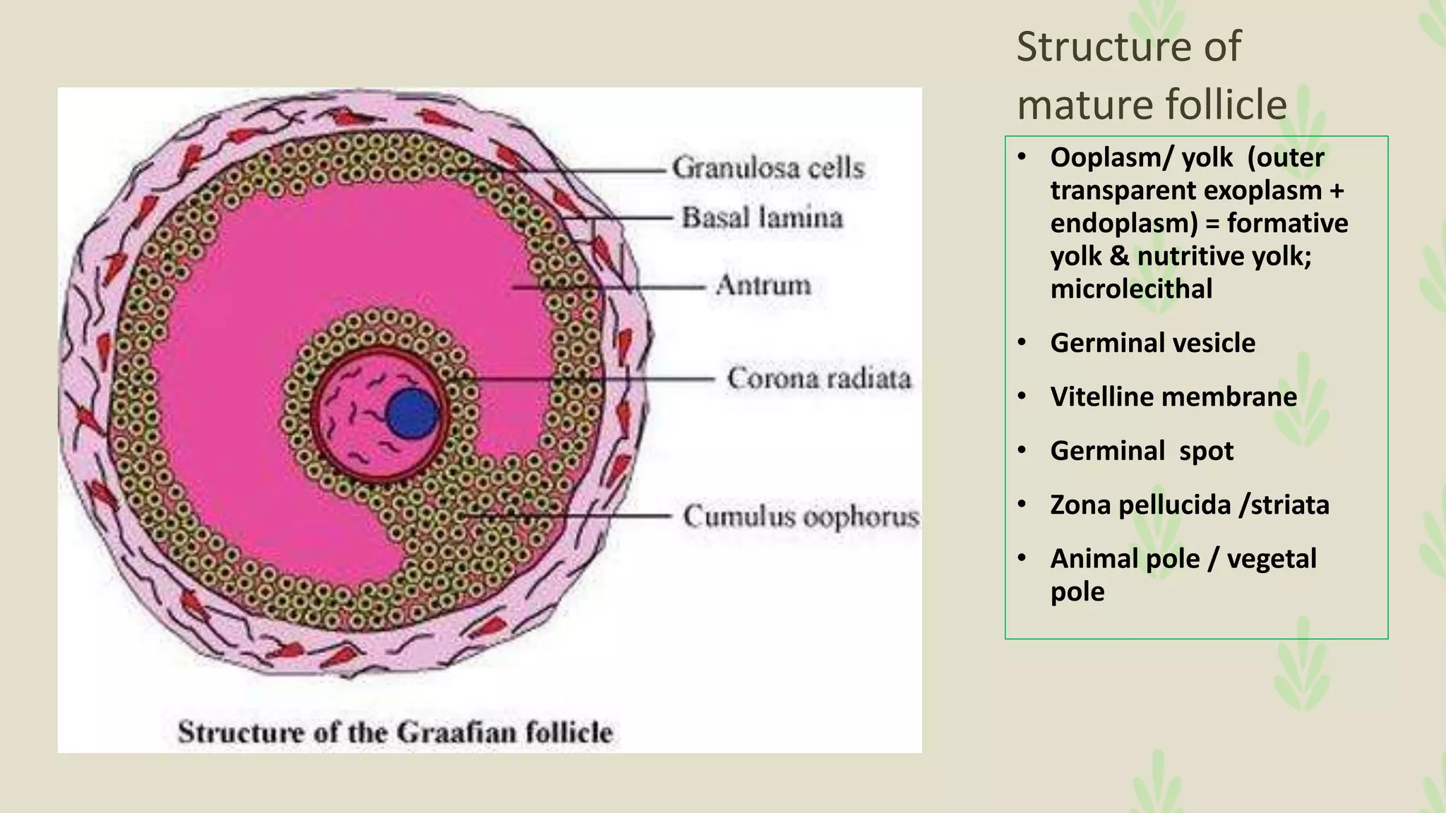 Anatomy & Histology of ovary and Oogenesis | PPTX