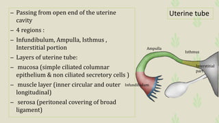 Anatomy & Histology of ovary and Oogenesis | PPTX