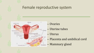 Anatomy & Histology of ovary and Oogenesis | PPTX