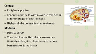 Anatomy & Histology of ovary and Oogenesis | PPTX