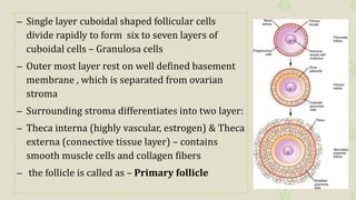 Ovary Tissue Slide Diagram