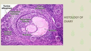 Ovary Histology Secondary Follicle