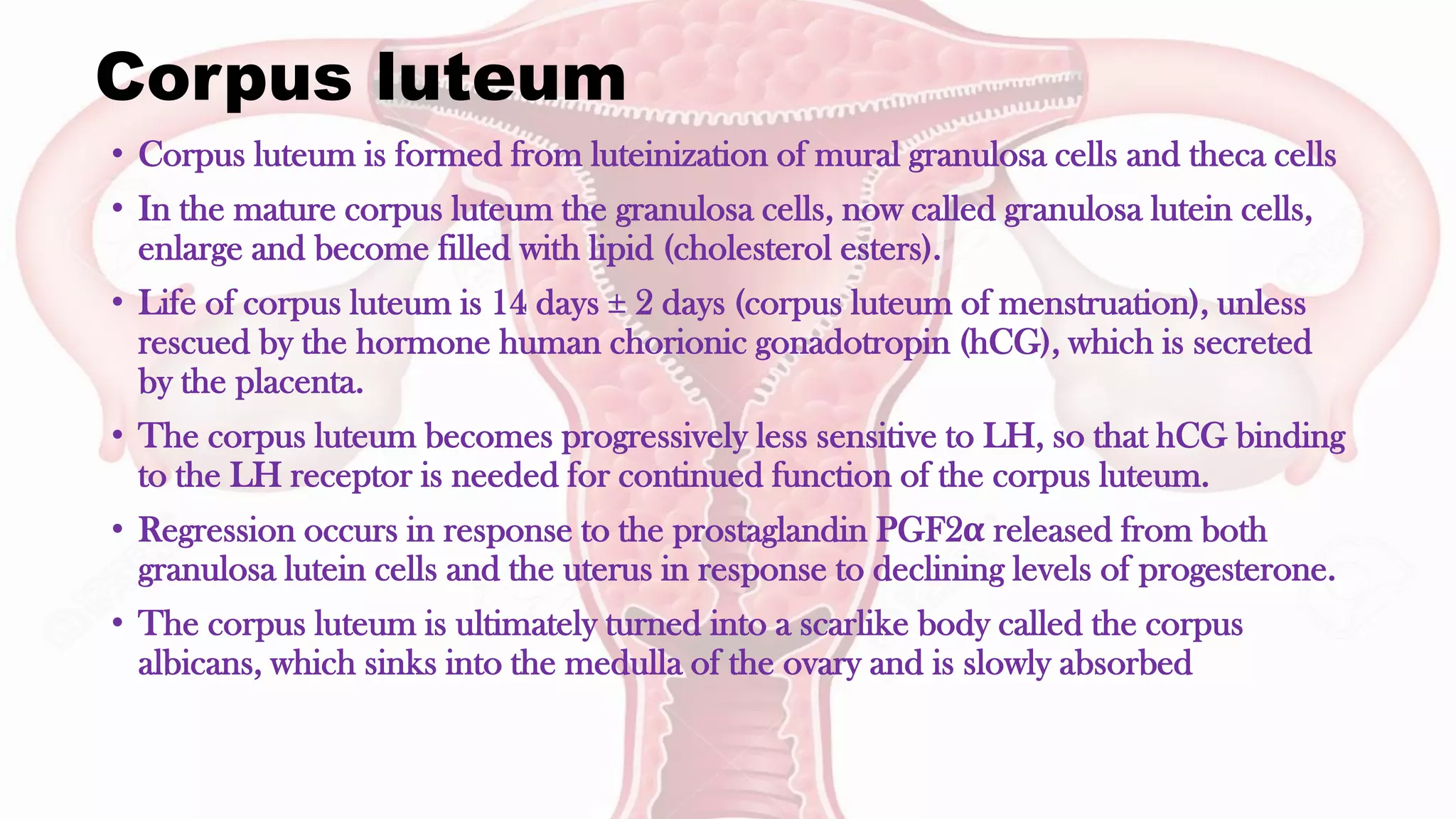 Oogenesis and follicular development Part 2 I Endocrine Physiology I | PDF