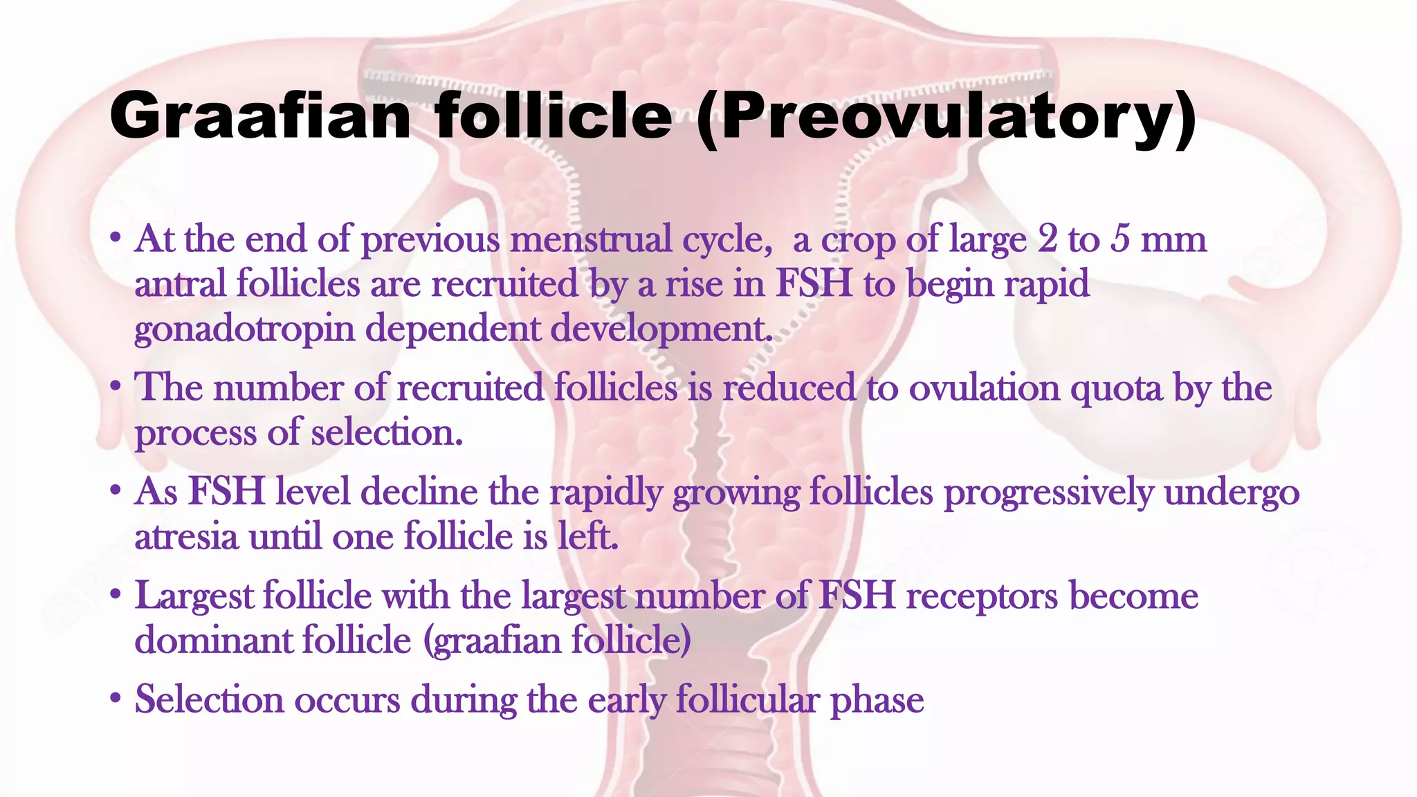 Oogenesis and follicular development Part 2 I Endocrine Physiology I | PDF