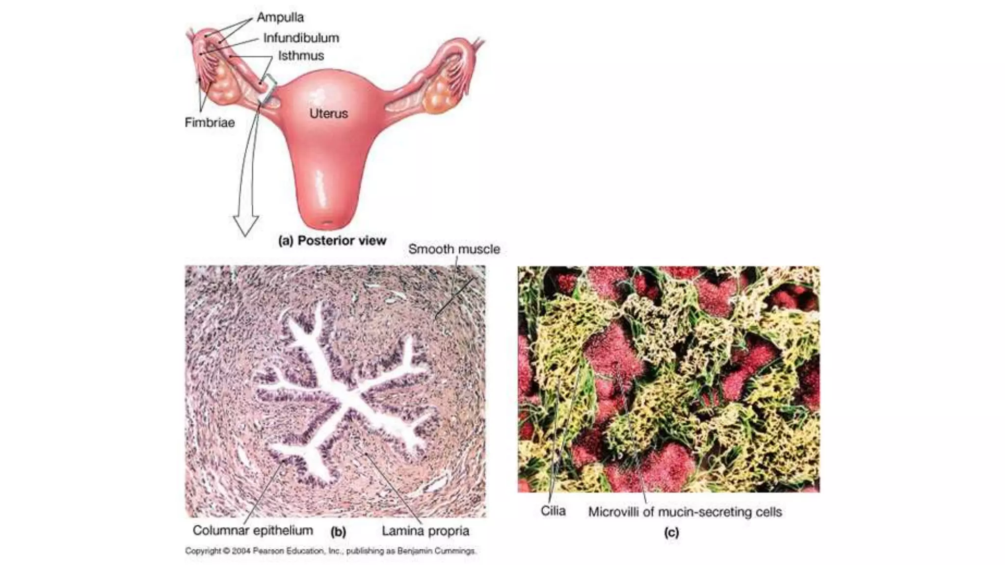 Oogenesis female reproductive system hormone signaling in female | PPTX