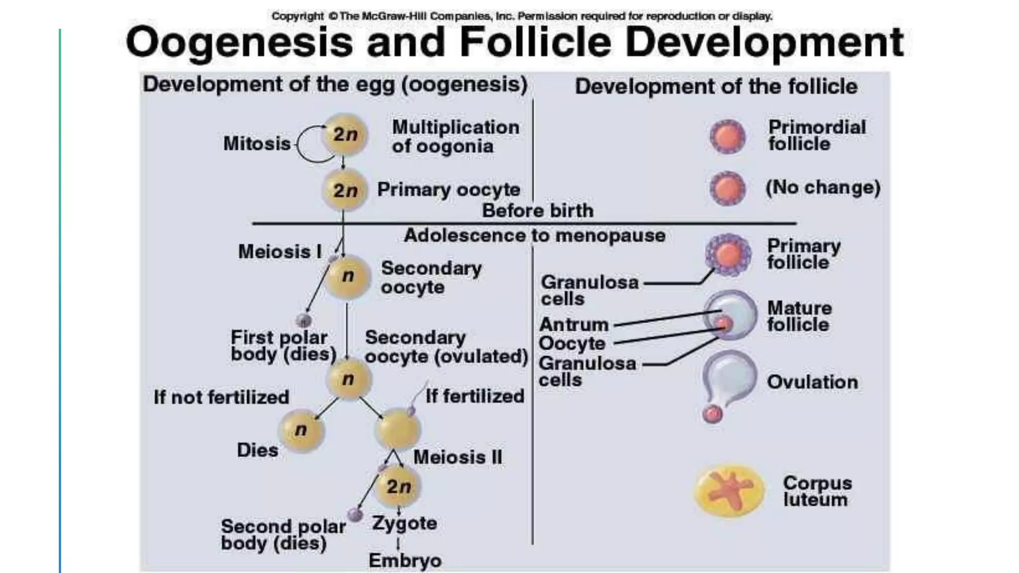 OOGENESIS,FOLLICULOGENESIS & OVULATON .pptx
