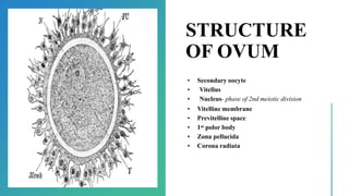 OOGENESIS,FOLLICULOGENESIS & OVULATON .pptx