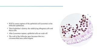 OOGENESIS,FOLLICULOGENESIS & OVULATON .pptx
