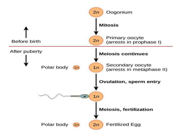 Oogenesis and associated notes to students..pptx