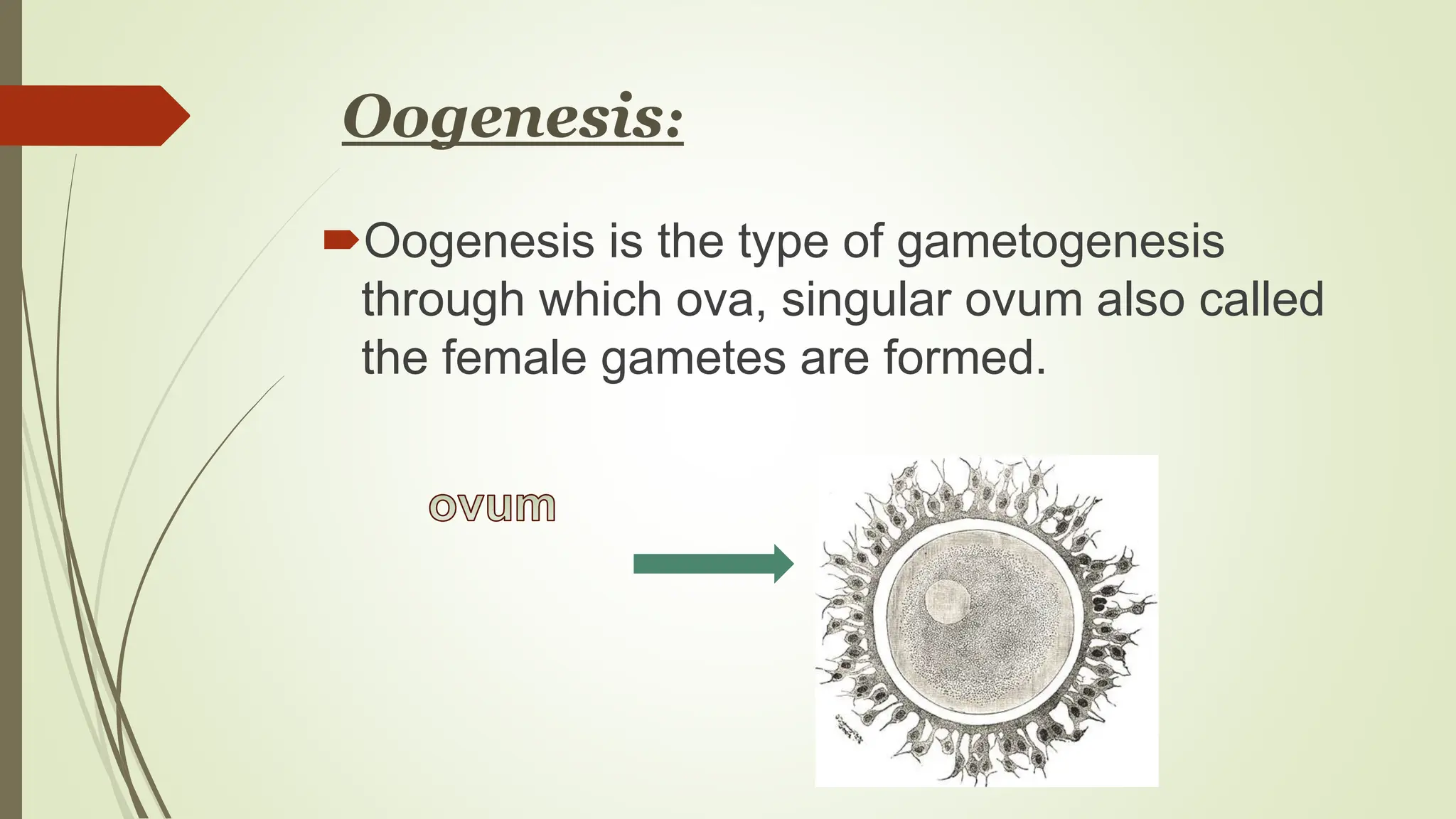 Oogenesis in amphibians, PowerPoint presentation | PPTX