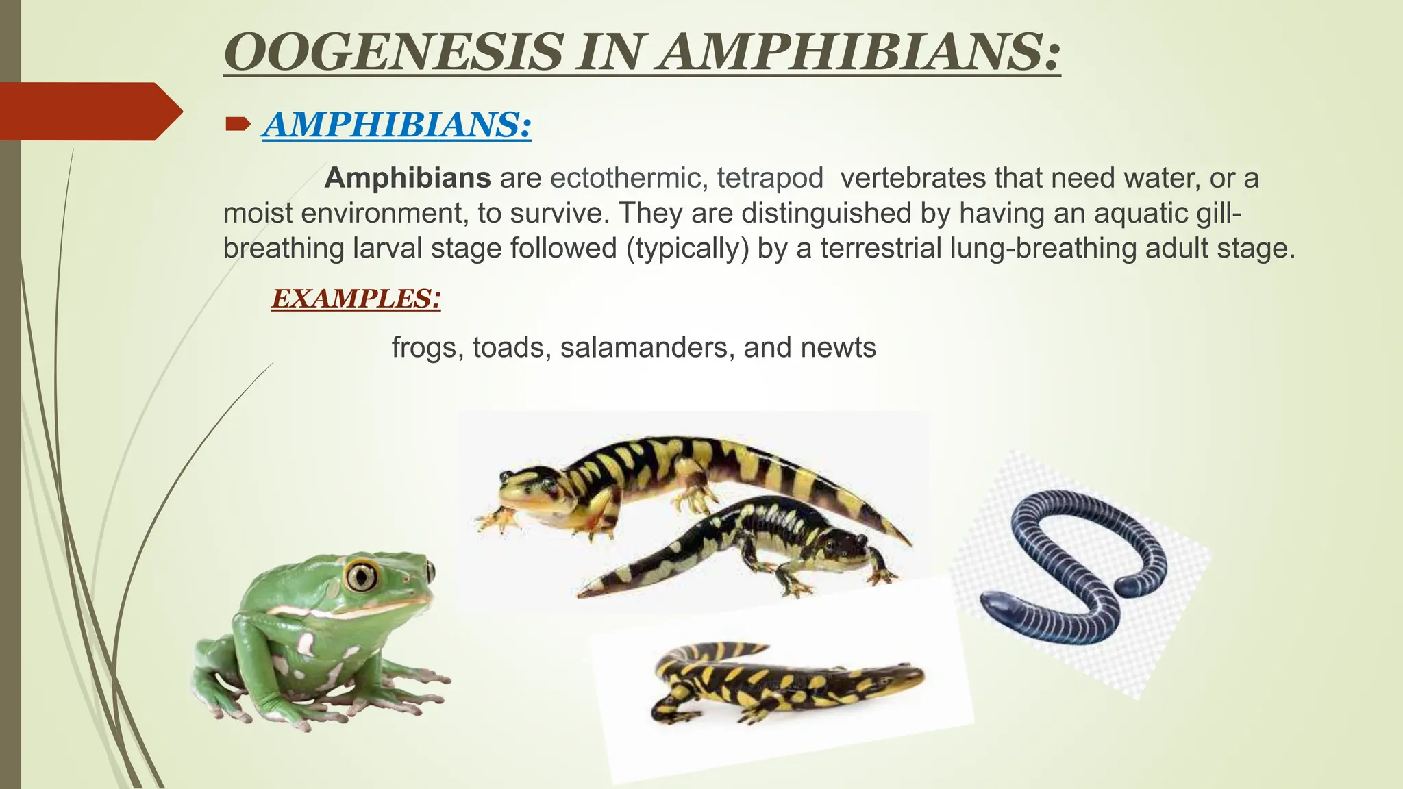 Oogenesis in amphibians, PowerPoint presentation | PPTX | Infertility ...