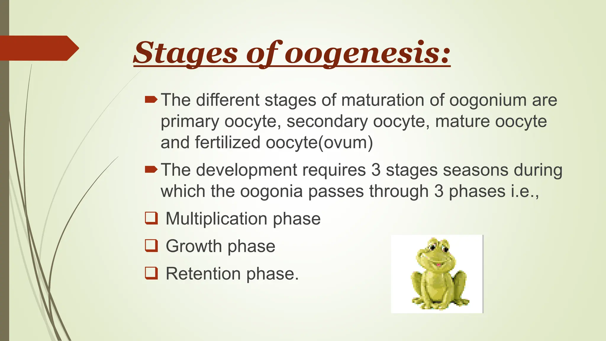 Oogenesis in amphibians, PowerPoint presentation | PPTX