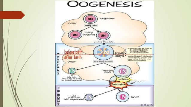 Oogenesis in amphibians, PowerPoint presentation | PPTX | Infertility | Reproductive Health