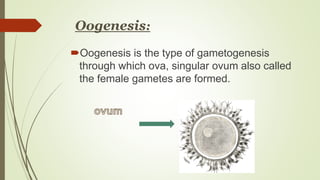 Oogenesis in amphibians, PowerPoint presentation | PPTX | Infertility ...