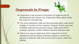Oogenesis in amphibians, PowerPoint presentation | PPTX | Infertility ...
