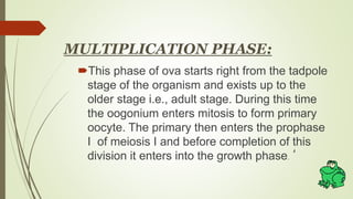 Oogenesis in amphibians, PowerPoint presentation | PPTX | Infertility ...