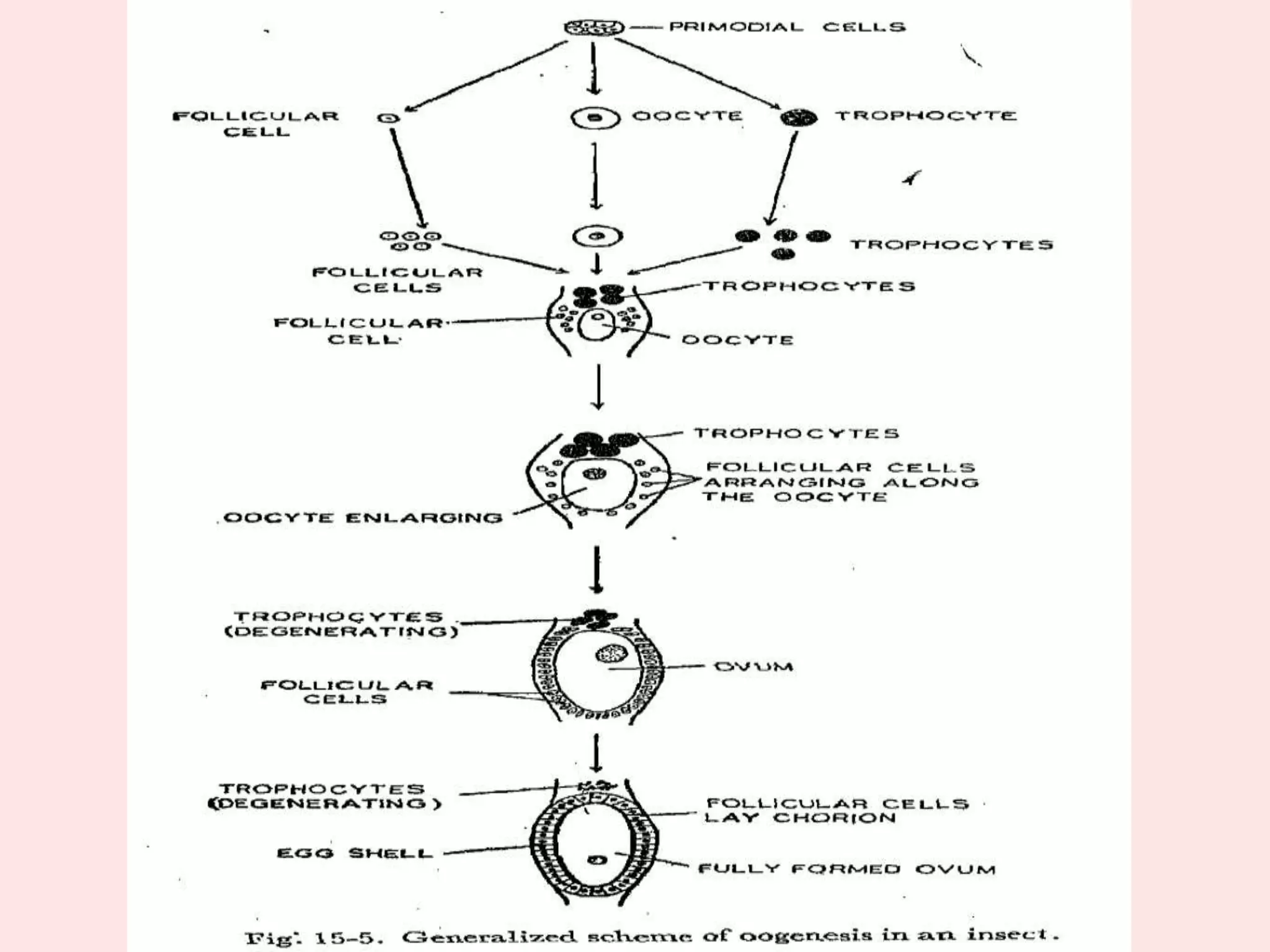 Oogenesis in Insects, Histology, Types of Ovarioles & Nourishment.pptx