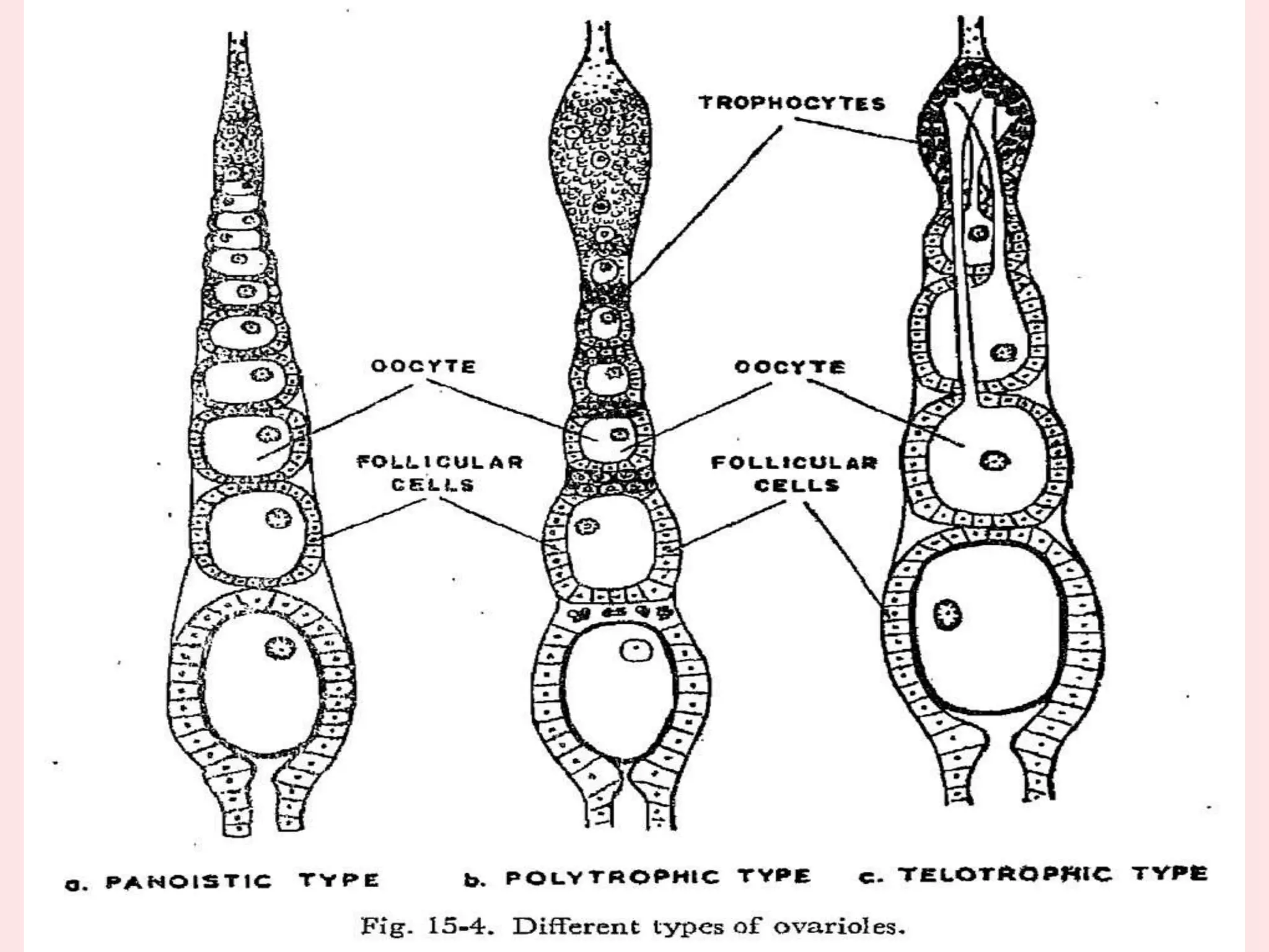 Oogenesis in Insects, Histology, Types of Ovarioles & Nourishment.pptx