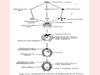 Oogenesis in Insects, Histology, Types of Ovarioles & Nourishment.pptx