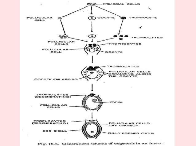 Oogenesis in Insects, Histology, Types of Ovarioles & Nourishment.pptx ...