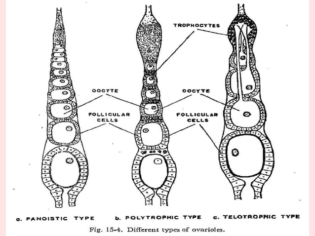 Oogenesis in Insects, Histology, Types of Ovarioles & Nourishment.pptx ...