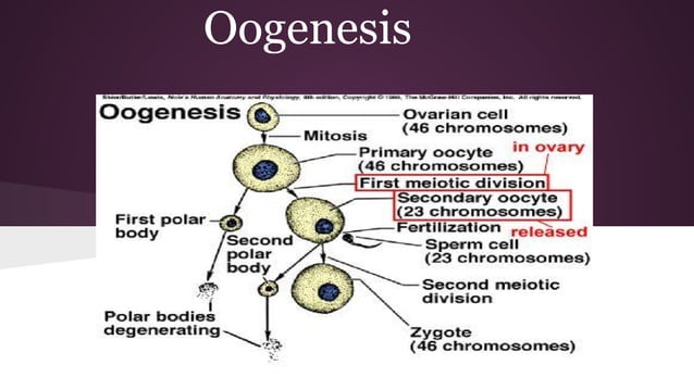 Oogenesis short introduction | PPT