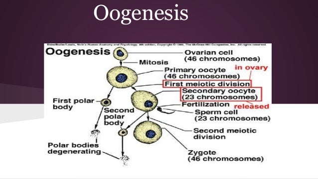 Oogenesis short introduction
