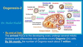 Oogenesis slideshare | PDF