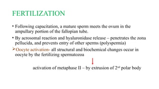 Oogenesis, Spermatogenesis, Fertilisation (1).pptx