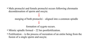 Oogenesis, Spermatogenesis, Fertilisation (1).pptx