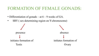 Oogenesis, Spermatogenesis, Fertilisation (1).pptx