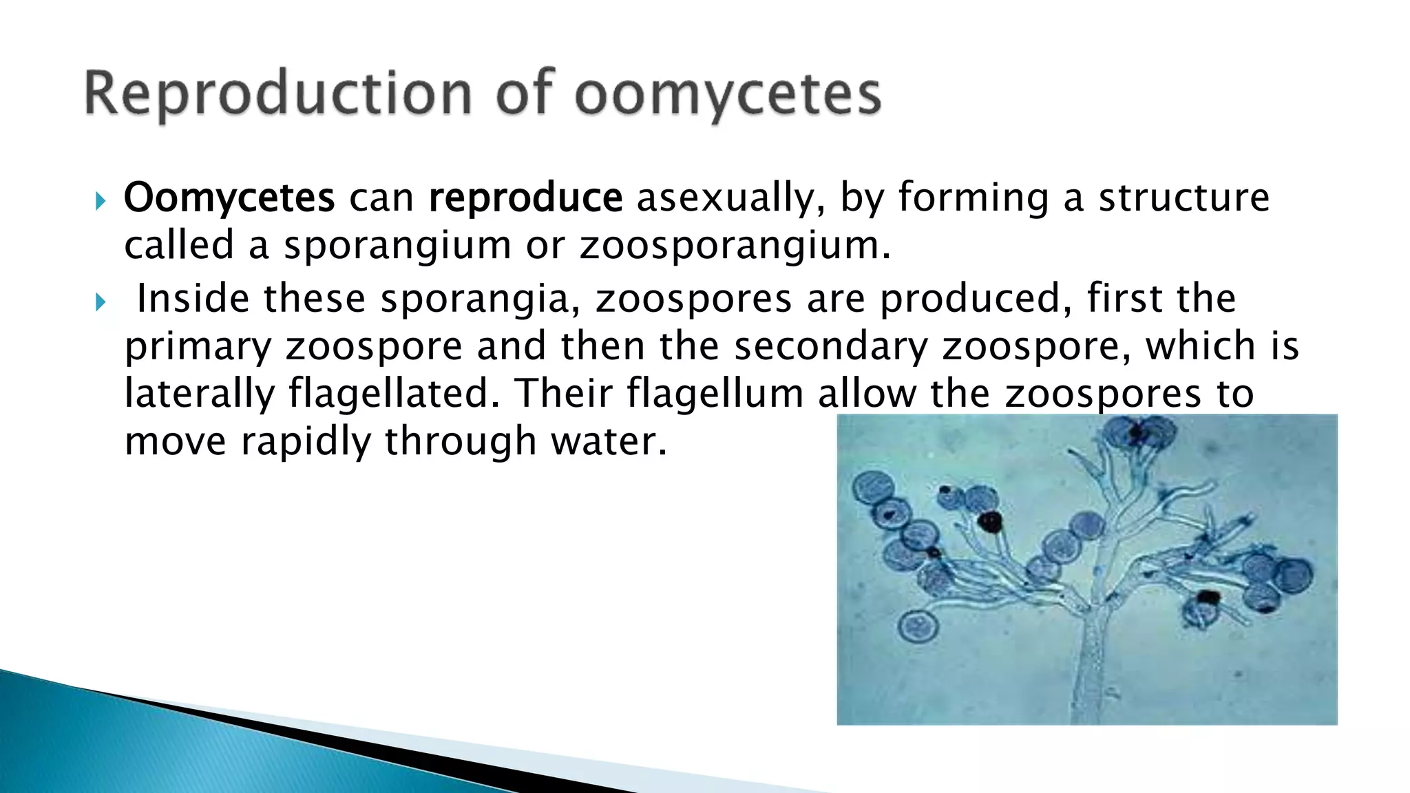 Oomycetes | PPTX