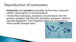 Oomycetes | PPTX