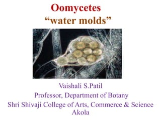 Water Molds Phylum