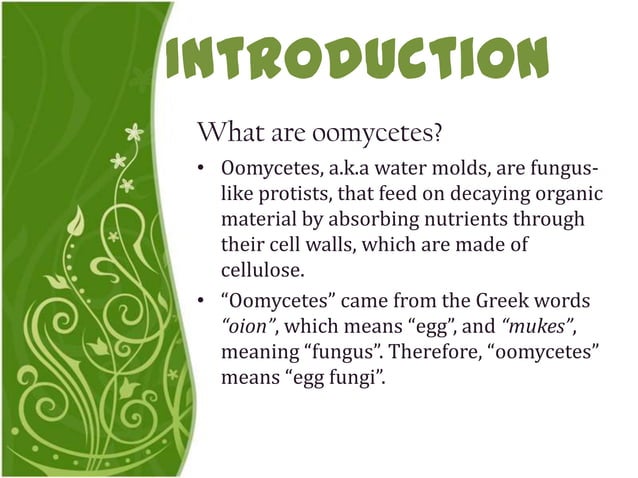 Oomycetes | PPTX