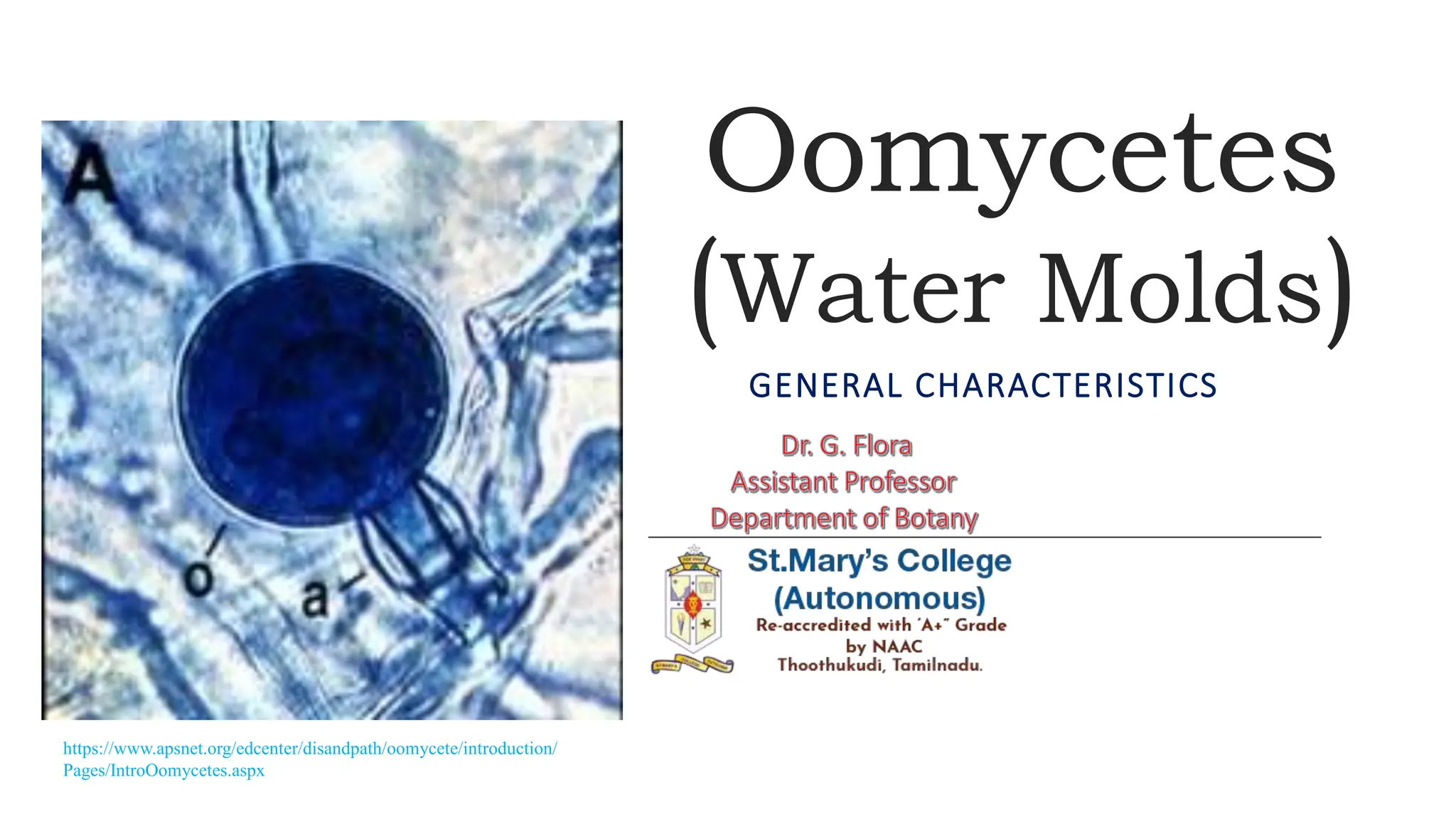 Oomycetes (Water Molds).pptx
